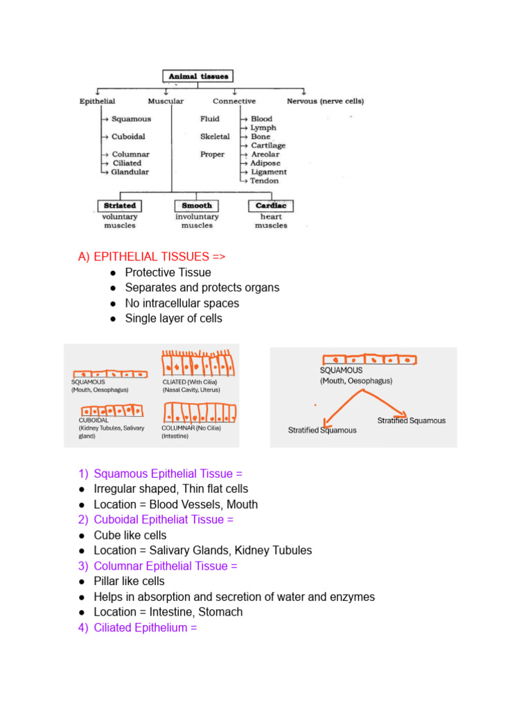 Class 9 Animal Tissues Notes | PDF