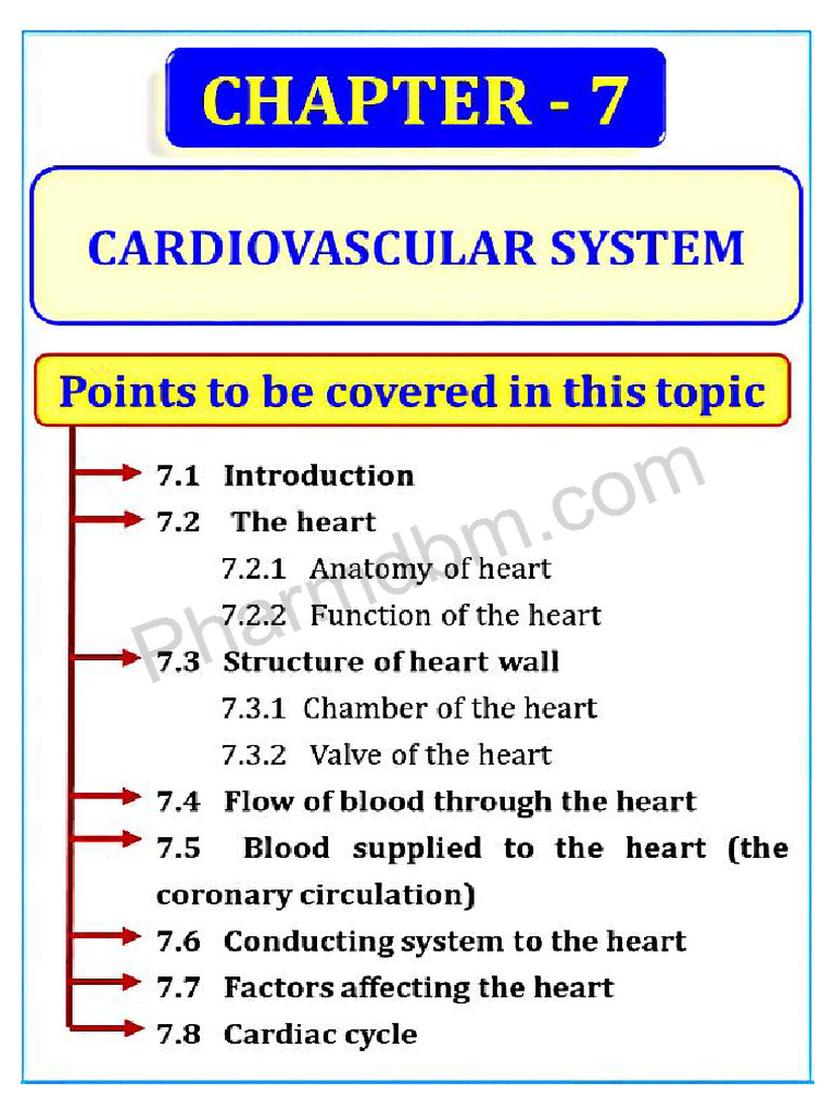 Human Anatomy and Physiology Chapter 7 | PDF