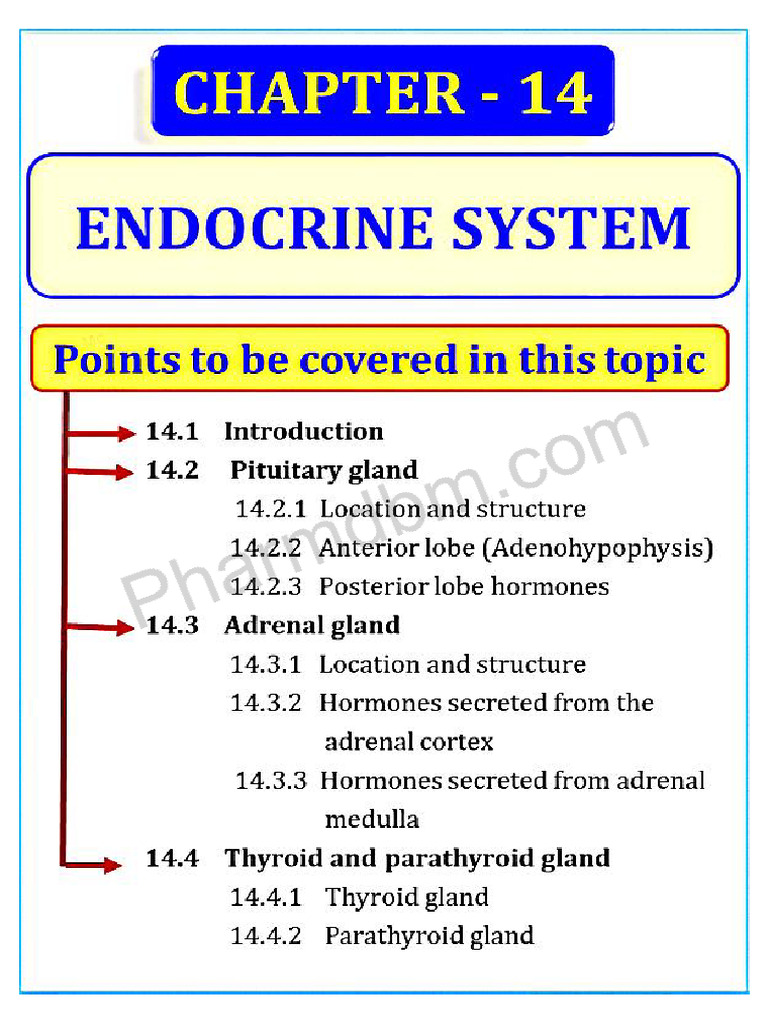 Human Anatomy and Physiology Chapter 14 | PDF