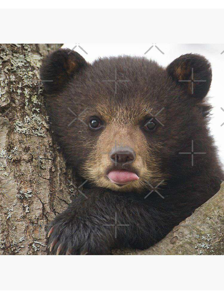 Flat, 750x, 075, F Pad, 750x1000, f8f8f8 | PDF