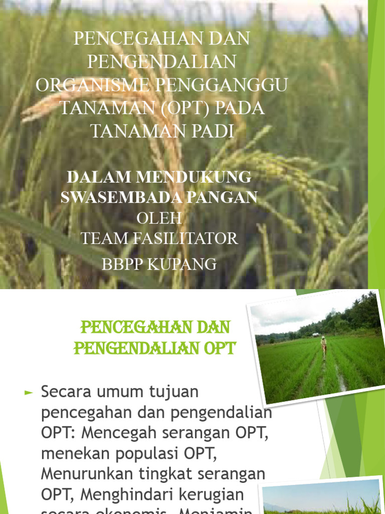Pengendalian OPT pada Tanaman Padi | PDF