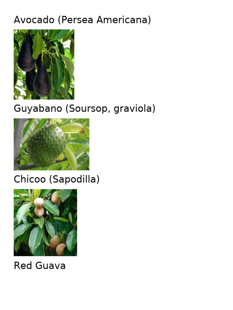 Fruit Quezon | PDF
