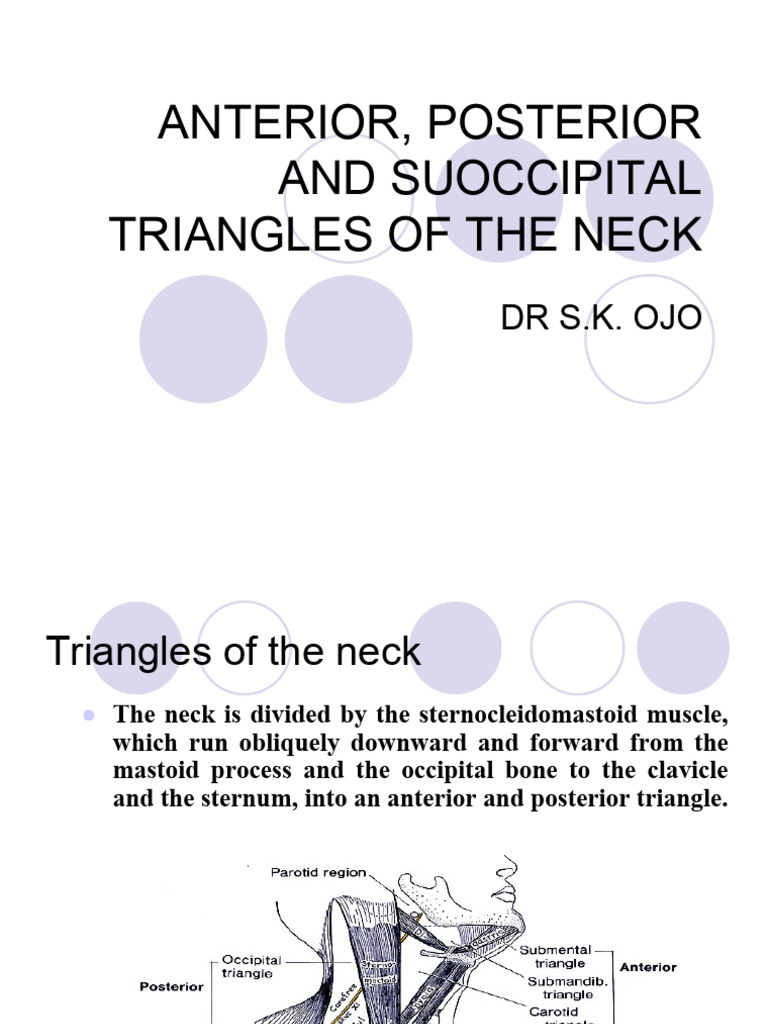 Triangles of The Neck | PDF | Neck | Common Carotid Artery