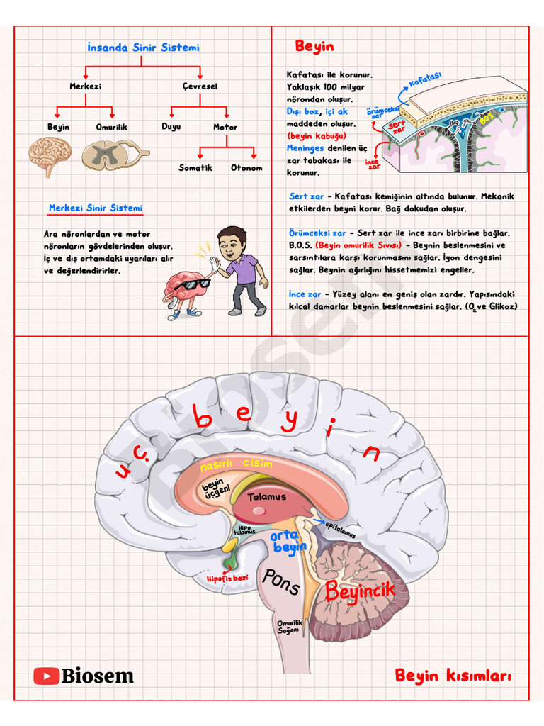 11.sinif Ayt Biyoloji Sinir Sistemi Beyin Konu Anlatimi PDF | PDF