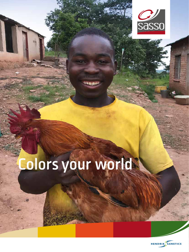 SASSO Chickens: Robust Poultry Solutions | PDF | Poultry | Birds