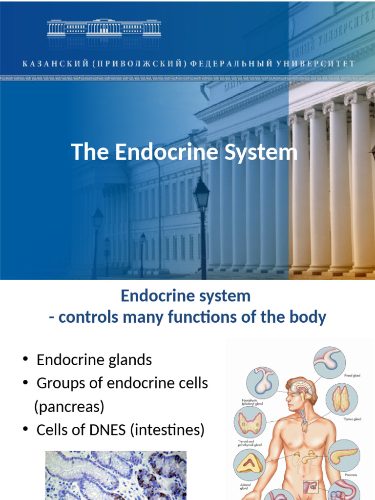 Understanding the Endocrine System | PDF | Luteinizing Hormone ...