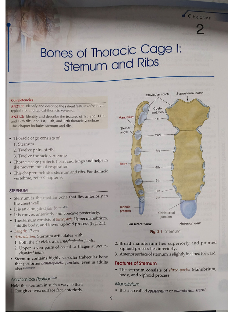 Thorax | PDF