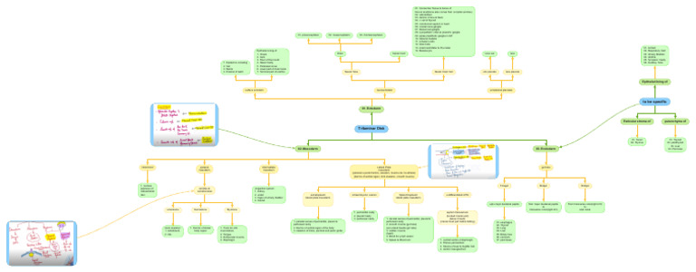 Trilaminar Disk Development Overview | PDF | Morphology (Biology) | Anatomy