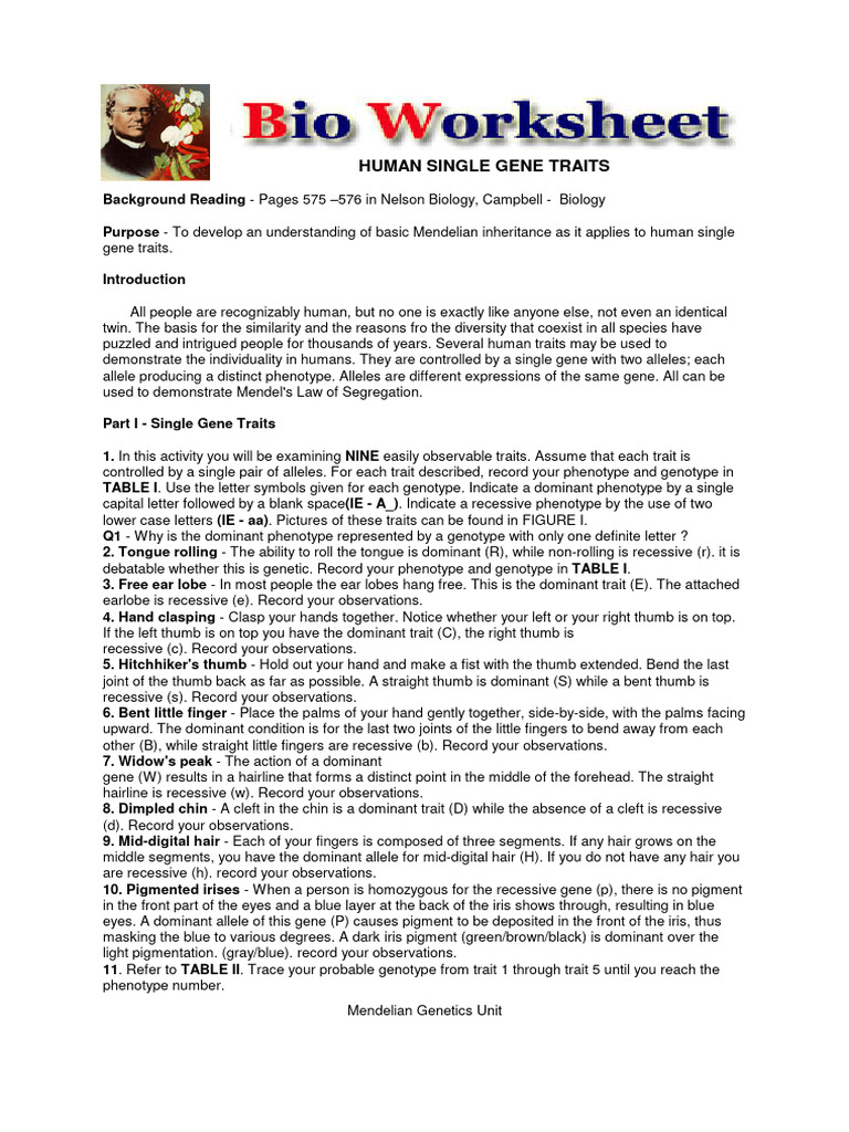 Singlegenetraits Worksheet | PDF | Dominance (Genetics) | Genotype