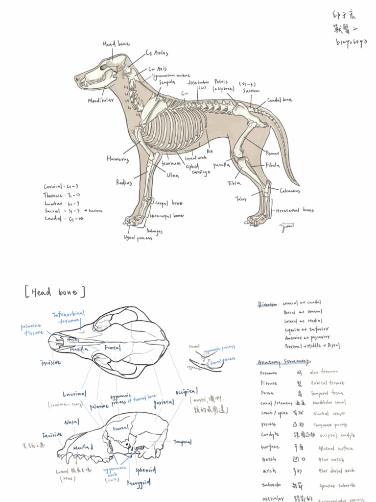 2024 Anatomy HW - Print | PDF