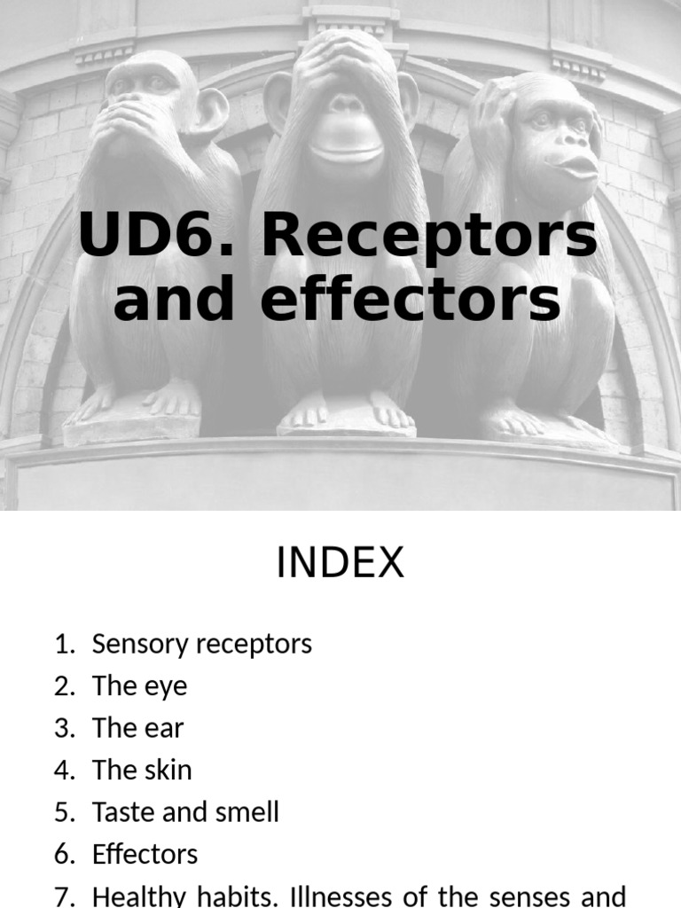 UD6. Receptors and Effectors | PDF | Ear | Senses