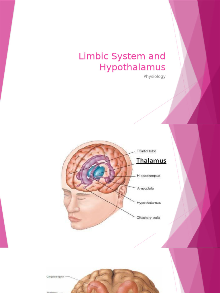 Limbic System and Hypothalamus Physio 2024 | PDF | Limbic System | Hypothalamus