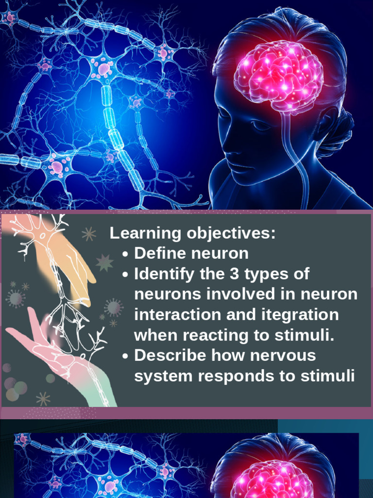Nervous System Responds To Stimuli - PPTX 20250303 172535 0000 | PDF ...