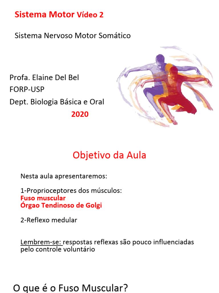 Proprioceptores e Reflexos Musculares | PDF | Neurônio motor | Músculo