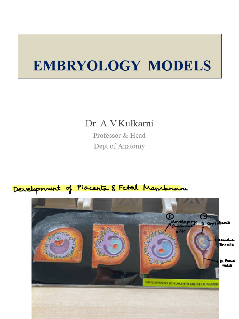 Embryology Notes 2 | PDF