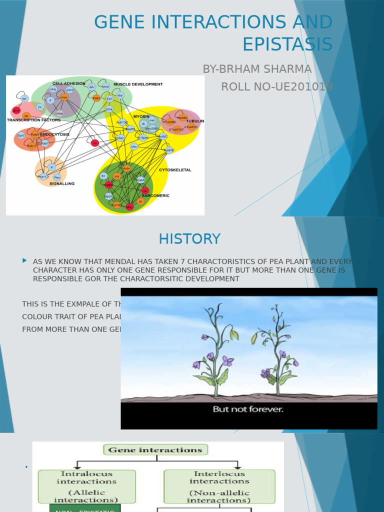 GENE INTERACTIONS AND EPISTASIS 5 | PDF | Dominance (Genetics) | Epistasis