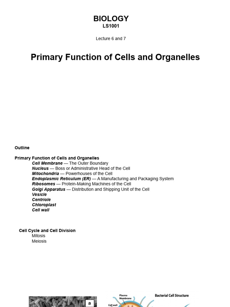 Biology Lecture 6 and 7 Cell Structure 1 | PDF | Cell Wall | Chloroplast