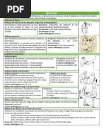 Reflejos Osteotendinosos (Rot) | PDF