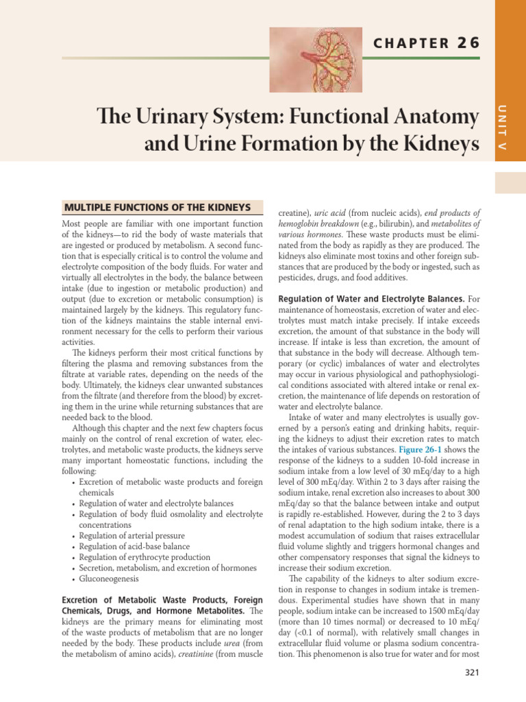 Kidney Functions and Regulation Overview | PDF | Kidney | Homeostasis