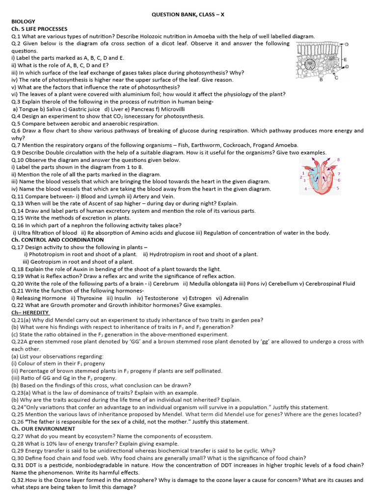 Grade 10 Biology Question Bank | PDF | Hormone | Cellular Respiration