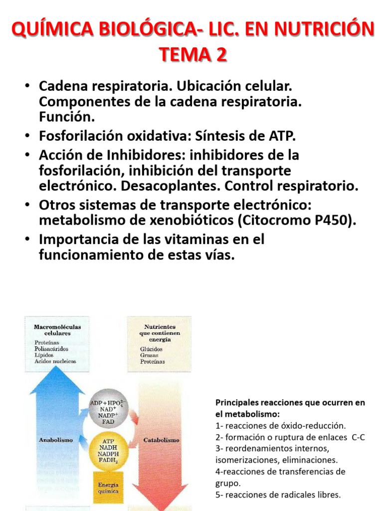 Cadena Respiratoria y Fosforilación Oxidativa 2020 | PDF | Trifosfato de adenosina | Cadena de ...