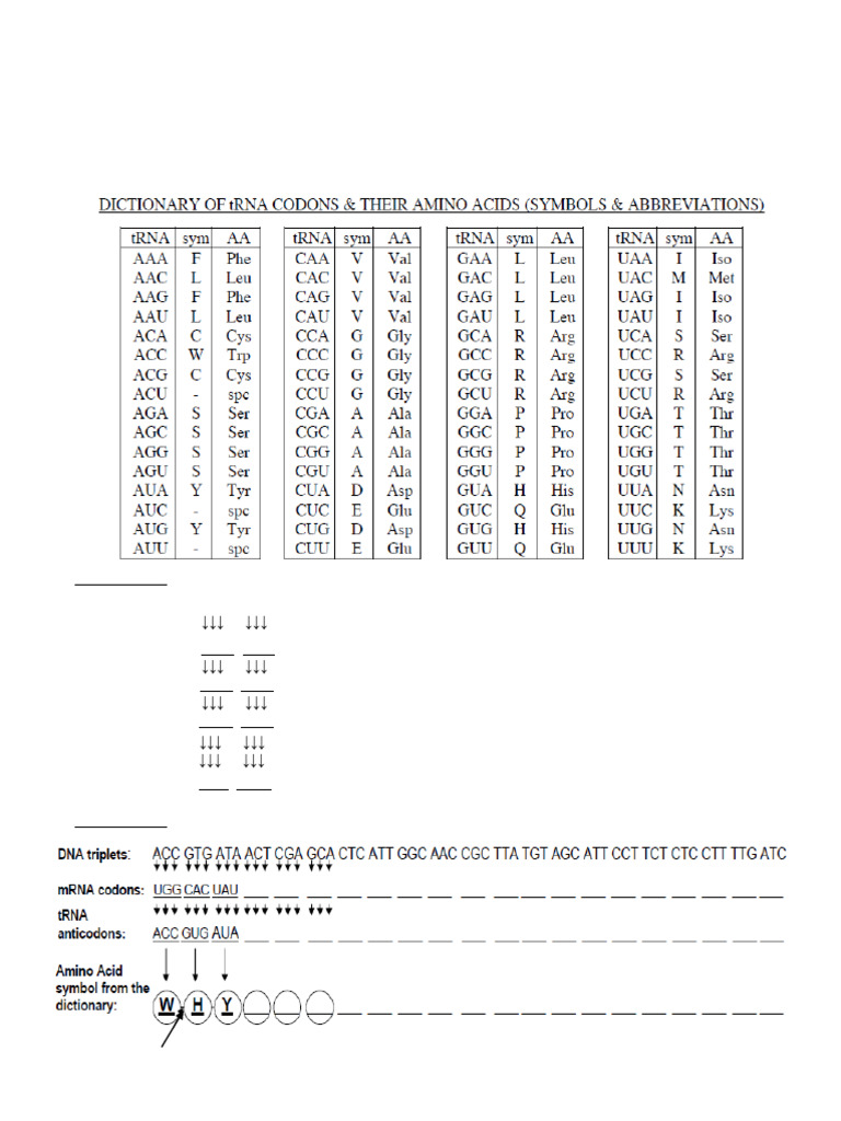 Protein Synthesis Practice | PDF
