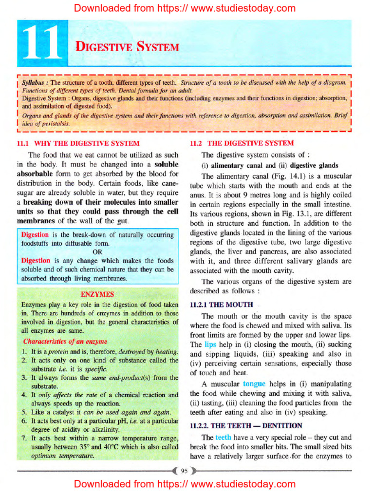 Icse Class 9 Biology Chapter 11 Digestive System PDF | PDF