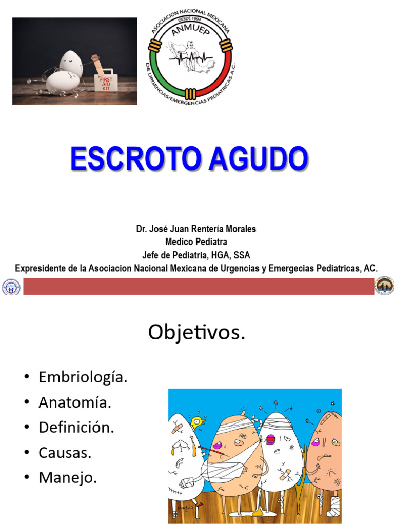 Escrot en Pediatria | PDF | Enfermedades y trastornos | Testículo