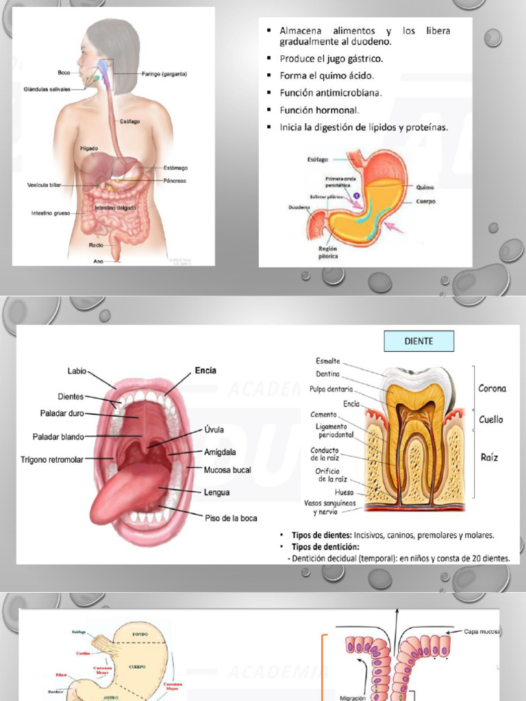 Función de Digestion Humana | PDF