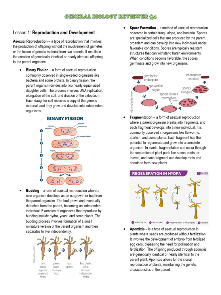 Asexual and Sexual Reproduction Explained | PDF | Menstrual Cycle ...