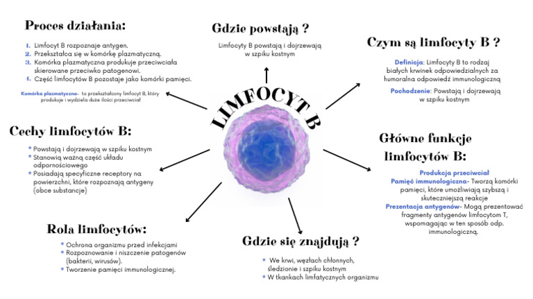 Limfocyt b | PDF