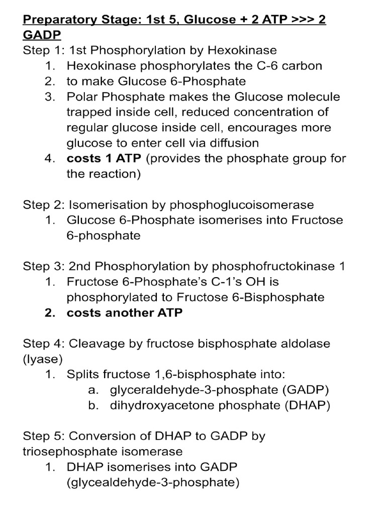 Glycolysis Prep Stage | PDF