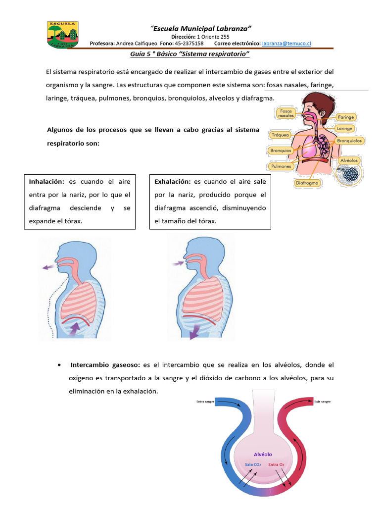 Guía 5° Sistema respiratorio | PDF | Sistema respiratorio | Respiración