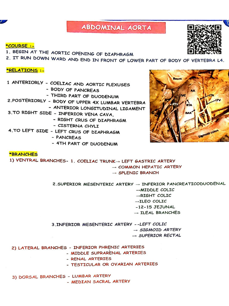 Abdominal Aorta | PDF