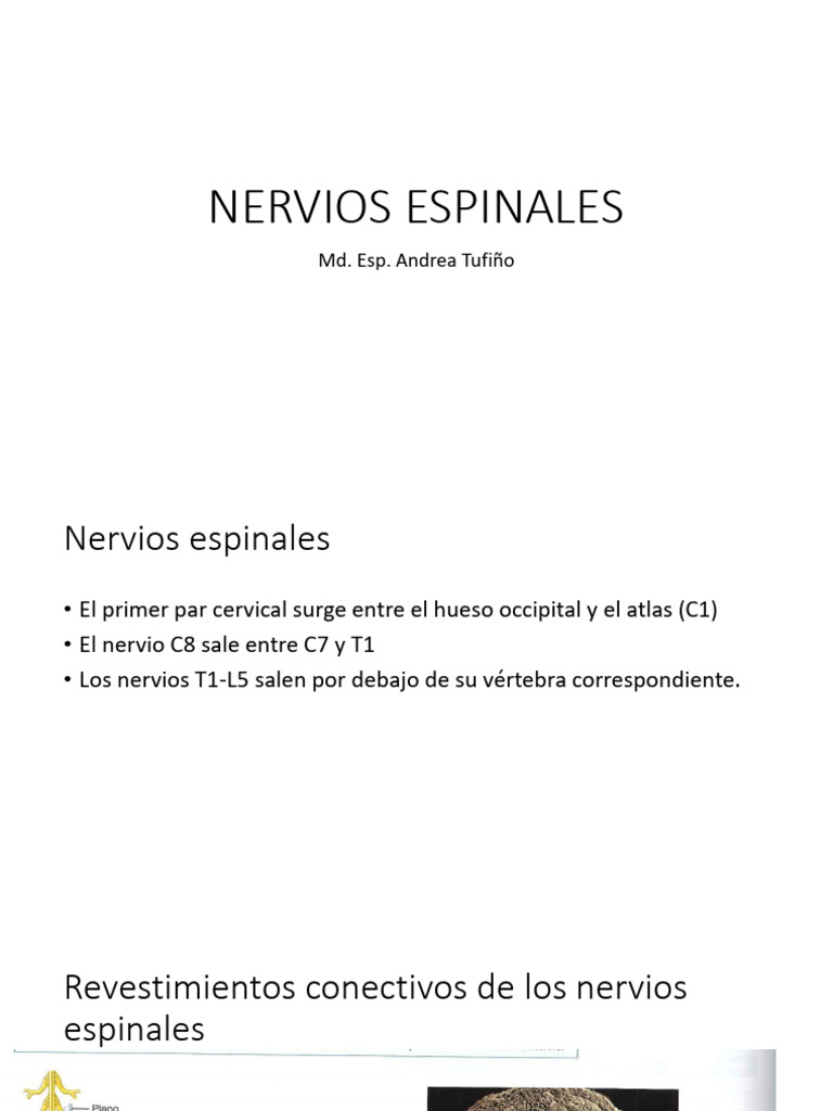 Nervios Espinales | PDF