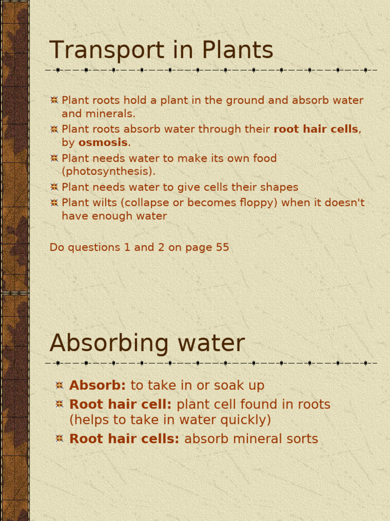 Transport of Water and Mineral Salts in Plants | PDF