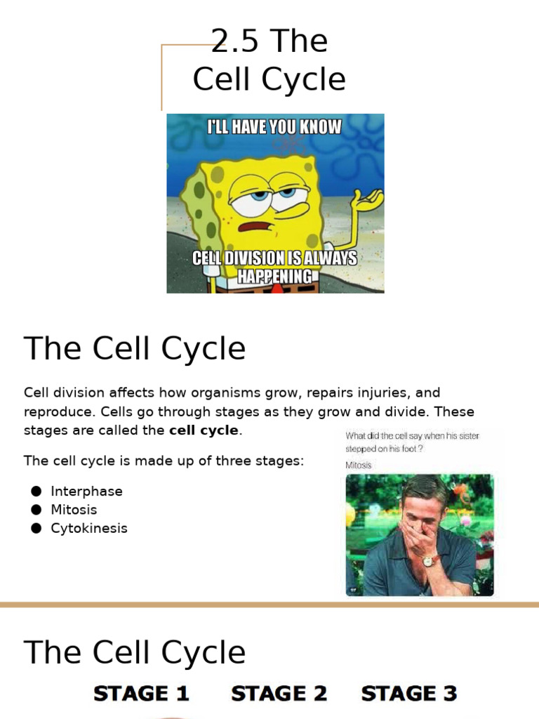 Copy of L6. 2.5 The Cell Cycle | PDF | Mitosis | Cell Cycle