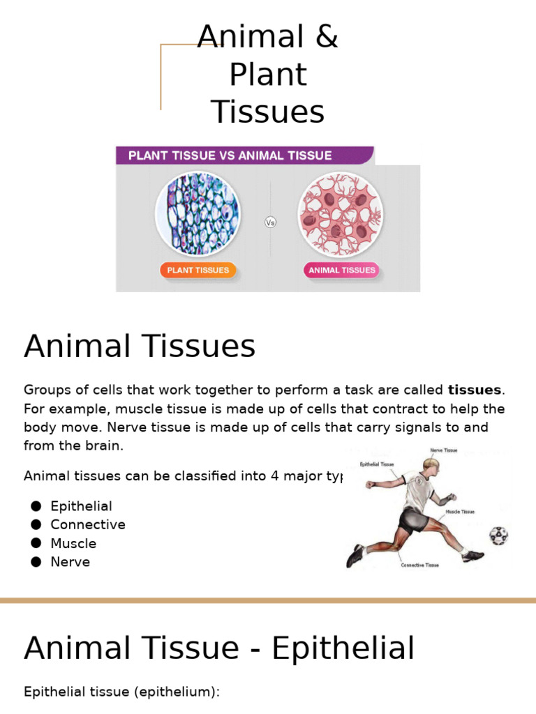 L11. Animal & Plant Tissues | PDF | Tissue (Biology) | Muscle