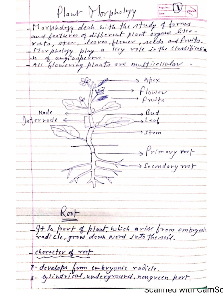 Plant Morphology-Roots | PDF