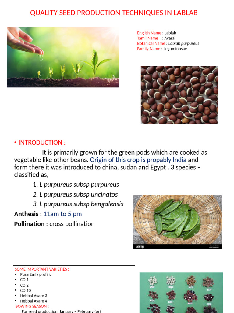 Quality Seed Production Techniques in Lablab: English Name Tamil Name Botanical Name Family Name ...