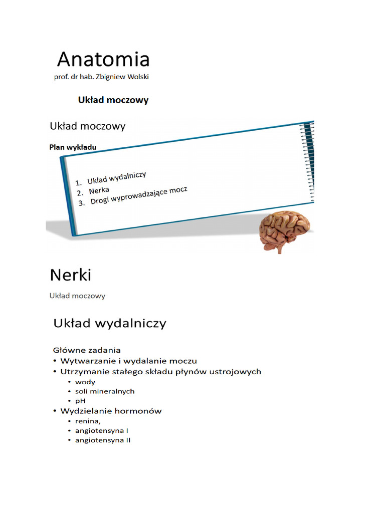 Układ Moczowy-Anatomia | PDF