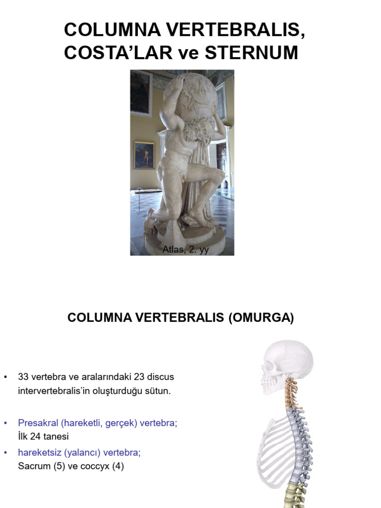 Columna Vertebralis, Costalar Ve Sternum - 250317 - 113302 | PDF