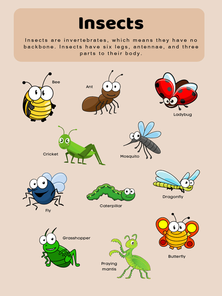 Insects Poster | PDF