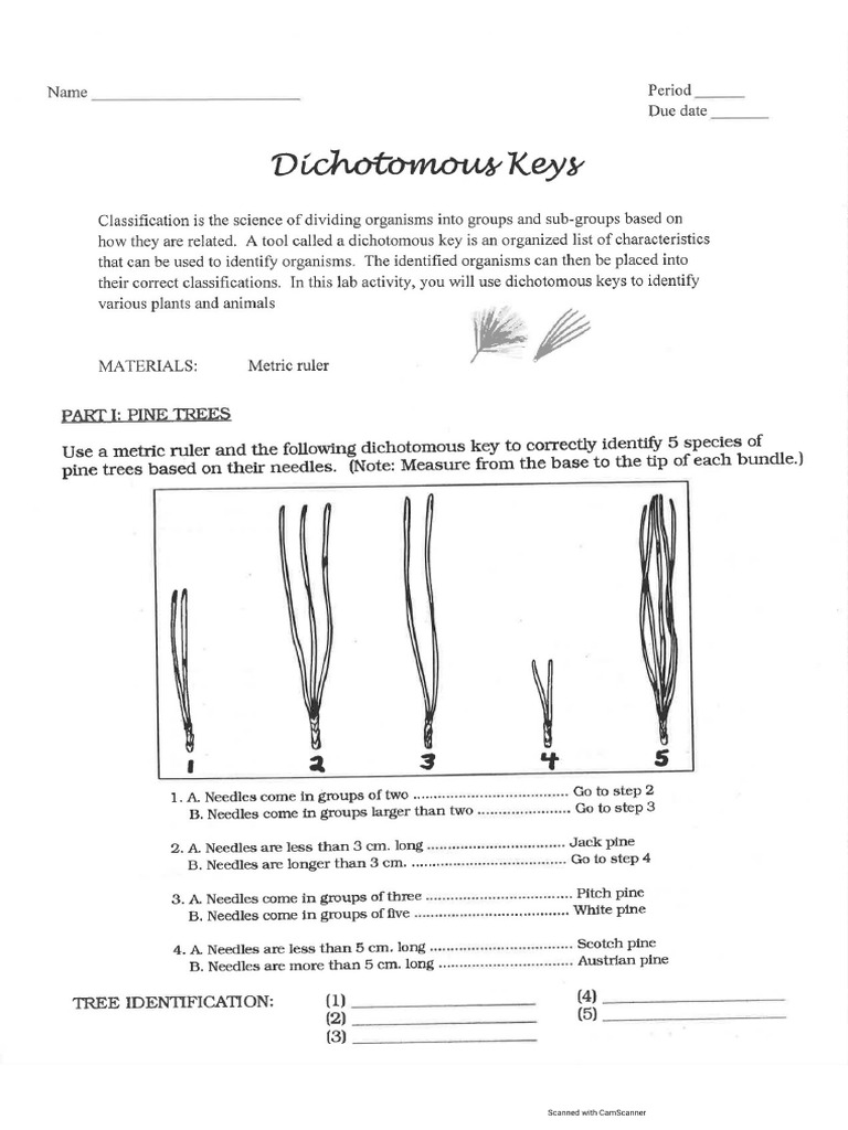 Dichotomous Keys Website | PDF