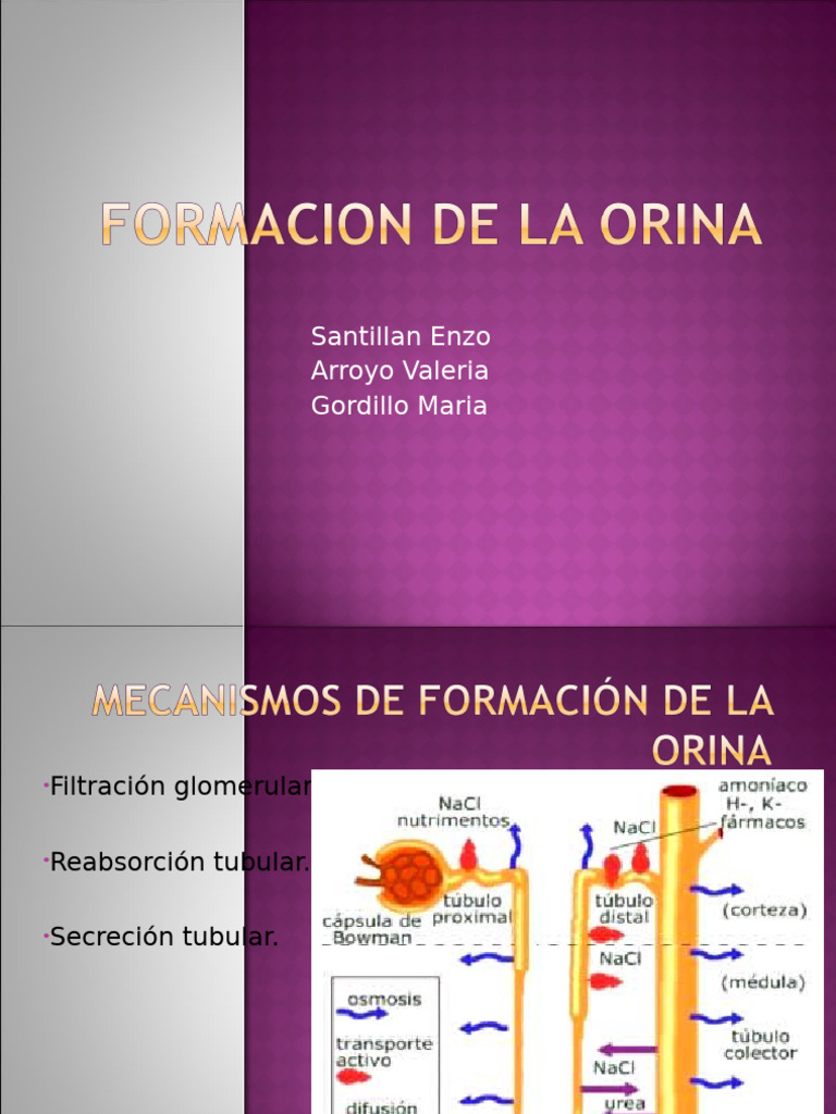 Formacion de La Orina | PDF | Micción | Angiotensina