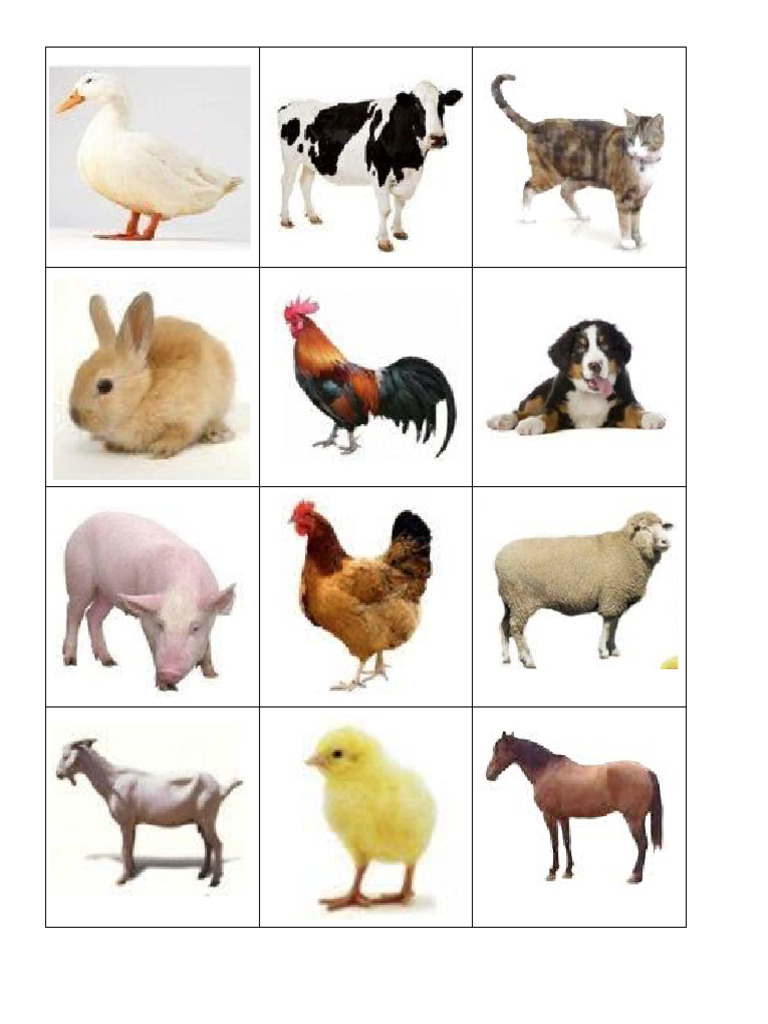 Animales Granja | PDF