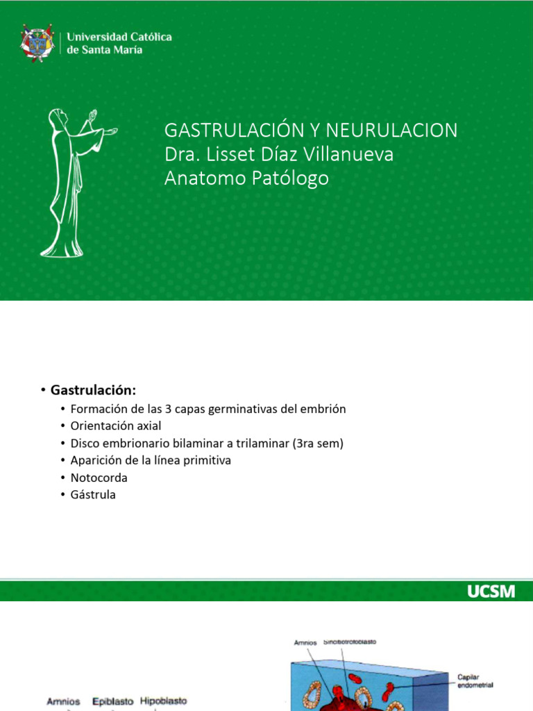 Gastrulación Y Neurulacion Dra. Lisset Díaz Villanueva Anatomo Patólogo ...