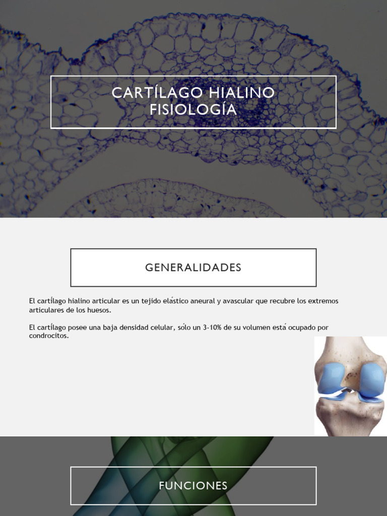 Fisiología del Cartílago Hialino | PDF | Cartílago | Articulación