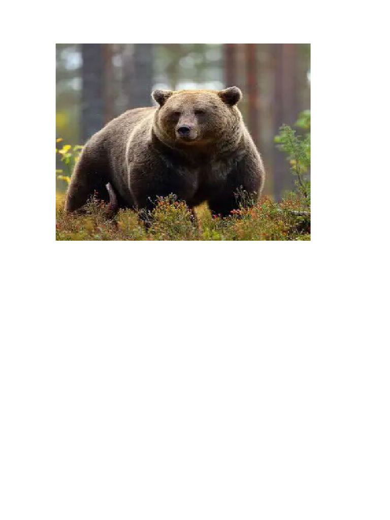 Oso 3 | PDF