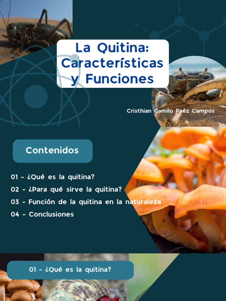 Funciones y Usos de la Quitina | PDF